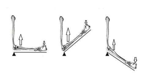 Kinematics Of Forearm Motion Download Scientific Diagram