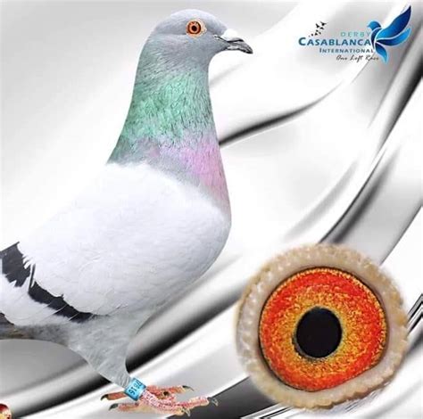 Toutlemonde عشاق الحمام الزاجل Facebook