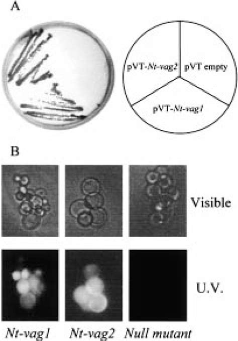 Complementation Of The Yeast Null Mutant Vma10 Ura 3 With Nt Vag1 And Download Scientific