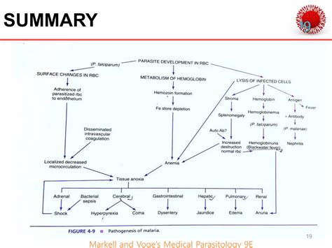 Pathogenesis Of Malaria Pptx