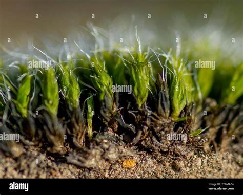 Moss Bryophyta Cross Section Cut Through The Moss Close Up