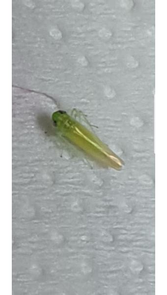 연두색 길고 작은 벌레 이름 뭔가요 지식in