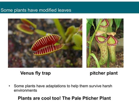 Plant Anatomy Ap Biology Ap Thinkswap