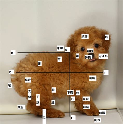 トイプードルの体構成