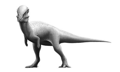Pachycephalosaurus Late Cretaceous Dome Headed Dinosaur
