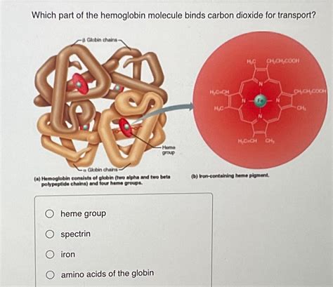 Solved Which Part Of The Hemoglobin Molecule Binds Carbon Chegg Com