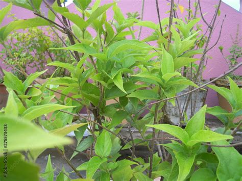 The Ever Green Trees Standing For Years After Years Even In Hot Summer Also Stock Photo Adobe