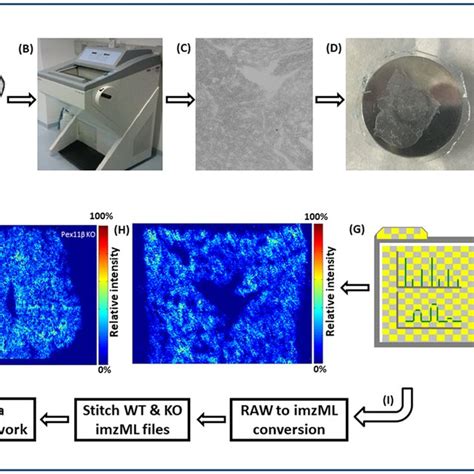 Optimized Msi Workflow For Characterization And Comparative Lipidomic