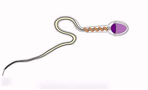 Sperm Diagram Diagram Quizlet