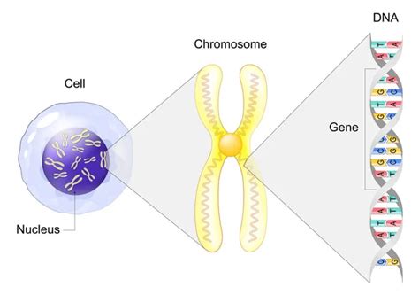 Mitose Chromosoom Diagram