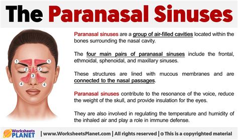 What Are Paransal Sinuses