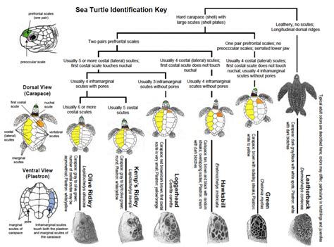 World Sea Turtle Day Sea Turtles In Mozambique Distribution And