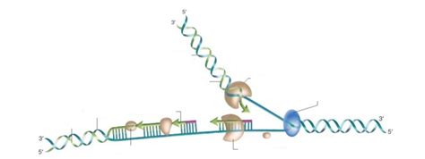 Diagram Of Semiconservative Dna Replication Quizlet
