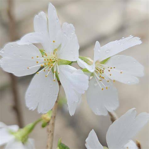 Prunus Incisa Lotte