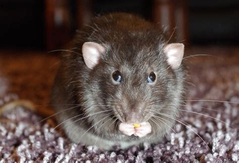 Rats Are Using The Same Brain Region People Use To Empathize With Others
