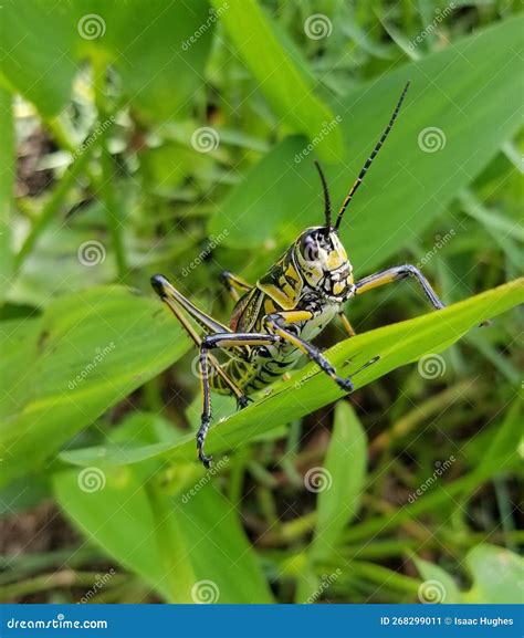Eastern Lubber Grasshopper On A Leaf Stock Image Image Of Green Invertebrate 268299011