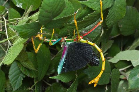 A Brilliantly Colored Phasmid From Madacascar Achrioptera Punctipes Punctipes Or Possibly