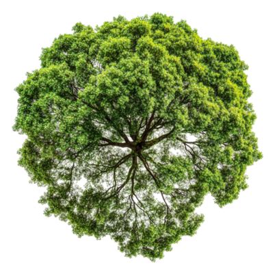 Top View Tree PNGs For Free Download Top View Tree PNGs For Free Download