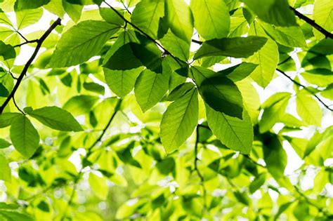 숲을 배경으로 햇빛에 의해 비춰진 생생한 녹색 잎의 클로즈업 자연의 아름다움과 식물 생활의 평온함을 보여주는 자연 배경 자연