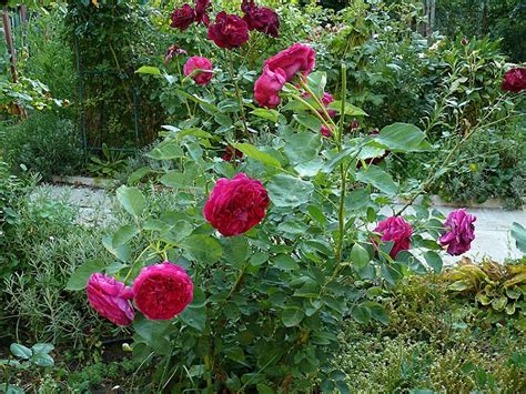 Дейвид Остин и други английски рози - Страница 142 - Форум HobbyKafe.com