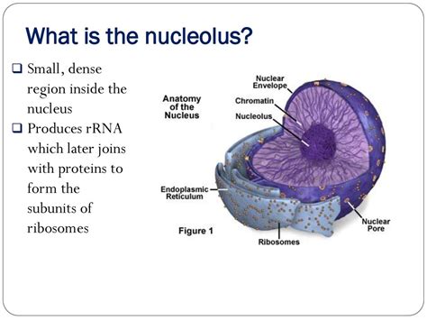 Cell Structure And Function Ppt Download