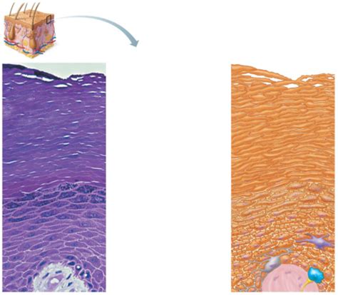 Chapter 5 Integumentary System Flashcards Quizlet
