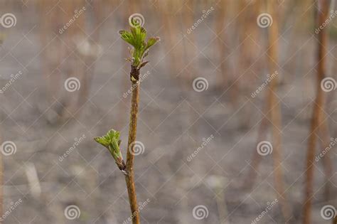 Raspberry Seedling Raspberry Planting Planting Reproduction Care