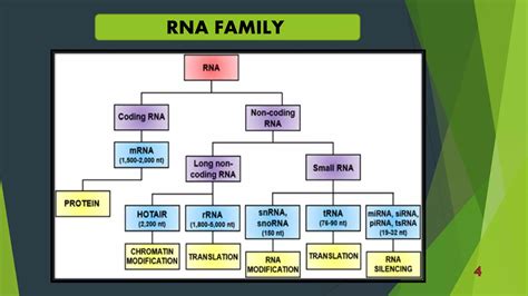 Rna Interference Ppt
