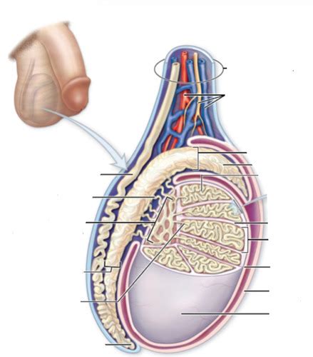 Reproductive System Flashcards Quizlet