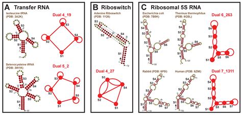 Ijms Free Full Text Rna As Graphs Motif Atlas—dual Graph Library Of Rna Modules And Viral