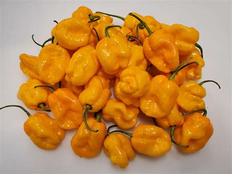 Thai Chili Pepper Vs Scotch Bonnet At Tarah Gordon Blog