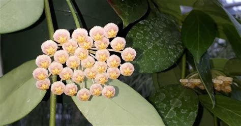 Gerrit's Hoya flowers: Hoya obscura