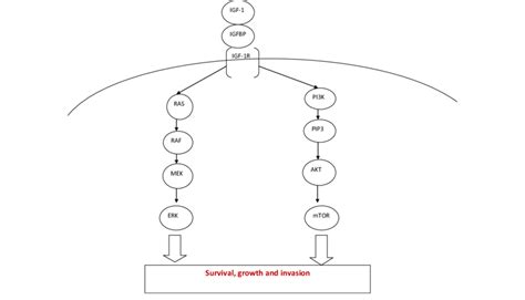 The Igf 1r Signaling Pathway Erk Extracellular Signaling Kinase Mtor Download Scientific