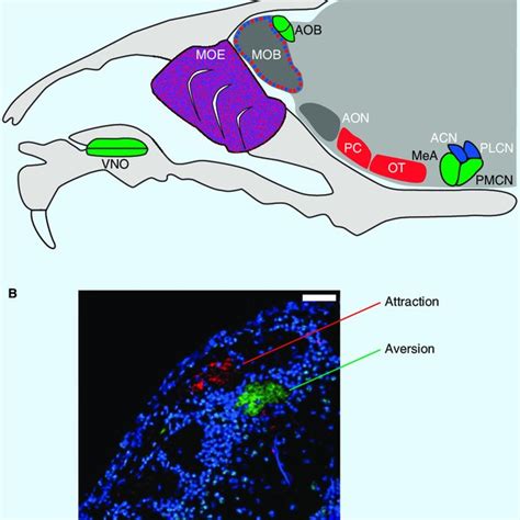 Olfactory Pathways In The Mouse A The Main Olfactory System Involves Download Scientific