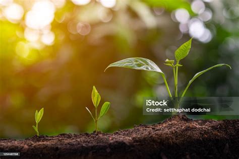 젊은 식물은 햇빛 녹색 흐림 배경으로 토양 정원 농업에서 순서를 성장 발아 모종 단계 는 씨앗에서 성장 하는 새싹 복사 공간을 가진 나무 자연 생태 및 성장 개념 0명에
