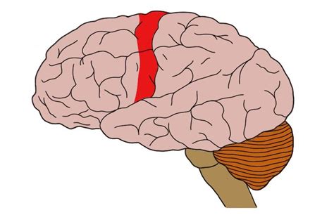 Precentral Gyrus Definition Neuroscientifically Challenged