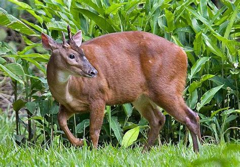 Los 30 Animales En Peligro De Extinción En Venezuela