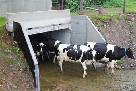 Key Considerations For A Cattle Underpass Free