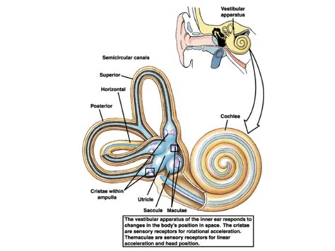 Vestibular System Flashcards Quizlet