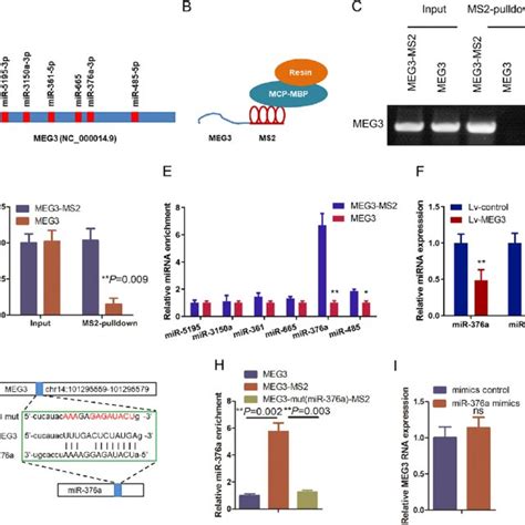 Meg3 Sponges Mir 376a A Schematic Plotting Of Binding Sites For