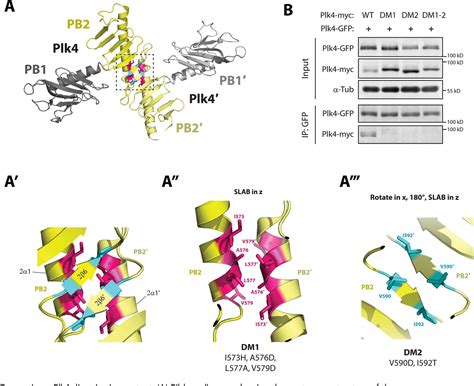 Figure 1 From Polo Like Kinase 4 Homodimerization And Condensate