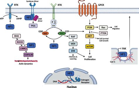 Downstream Signaling Of Nf1 Molecular Functions Of Neurofibromin In Download Scientific