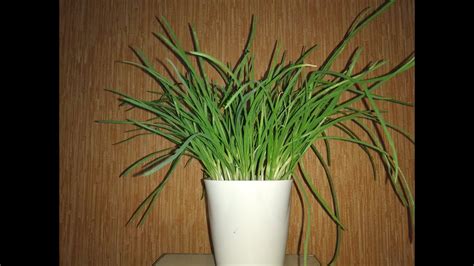Зелена цибуля Зелена цибулька на підвіконні Як я це роблю Youtube