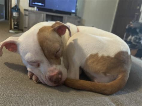 Mern Stack Auth Sessions Cookies Rnode