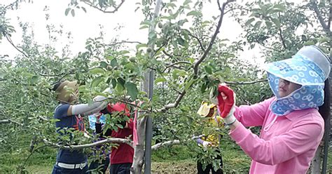 거창군청 공무원 농촌 일손돕기