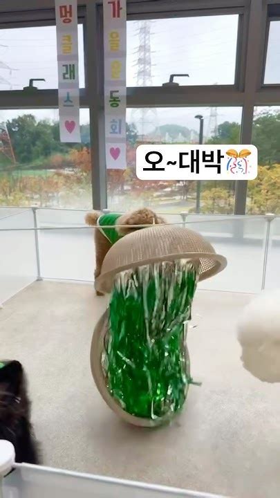 🎊가을운동회 박터트리기🎊 Youtube