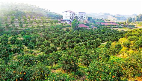 重庆忠县：橘乡荷海成就美丽乡村