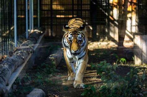 مرگ پیرترین ببرسیبری در باغ وحش ارم مجتمع ورزشی تفریحی ارم سبز