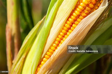 옥수수 개암 나무 열매에 옥수수 알갱이의 클로즈업 들판에 가뭄에 대한 스톡 사진 및 기타 이미지 가뭄 개발 건강한 생활방식 Istock