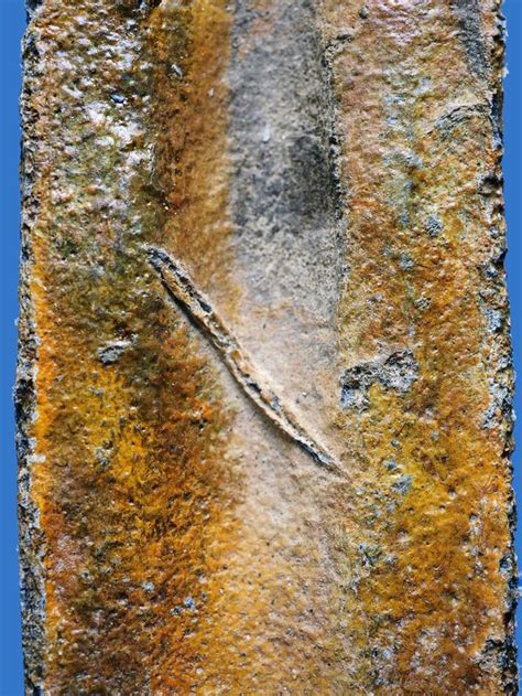 พระร่วงหลังรางปืน พิมพ์ฐานสูง เนื้อชินตะกั่วสนิมแดง กรุวัดพระศรีรัตนมหาธาตุ จ สุโขทัย Ennxo